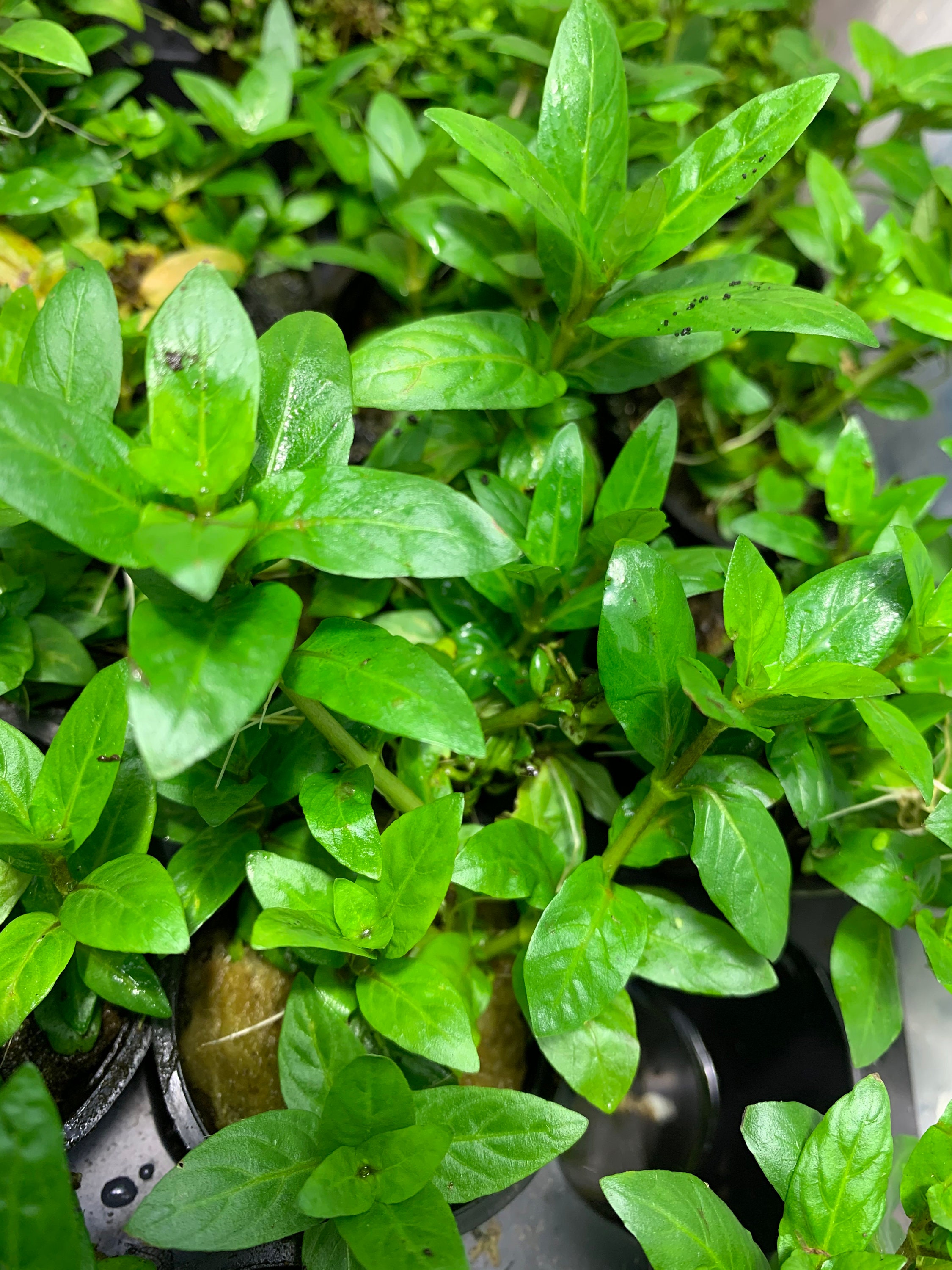 Staurogyne Repens Emersed