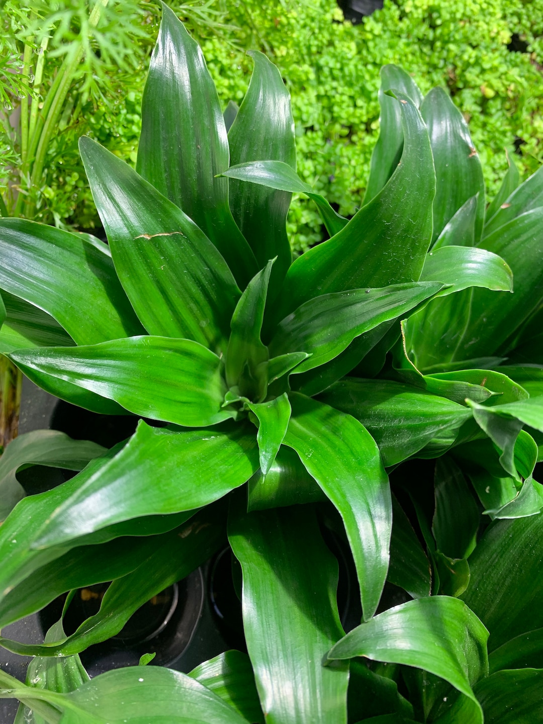 BUY 2 GET 1 FREE Janet Craig Dracaena Compacta ‘pineapple’ Plant Cane ...