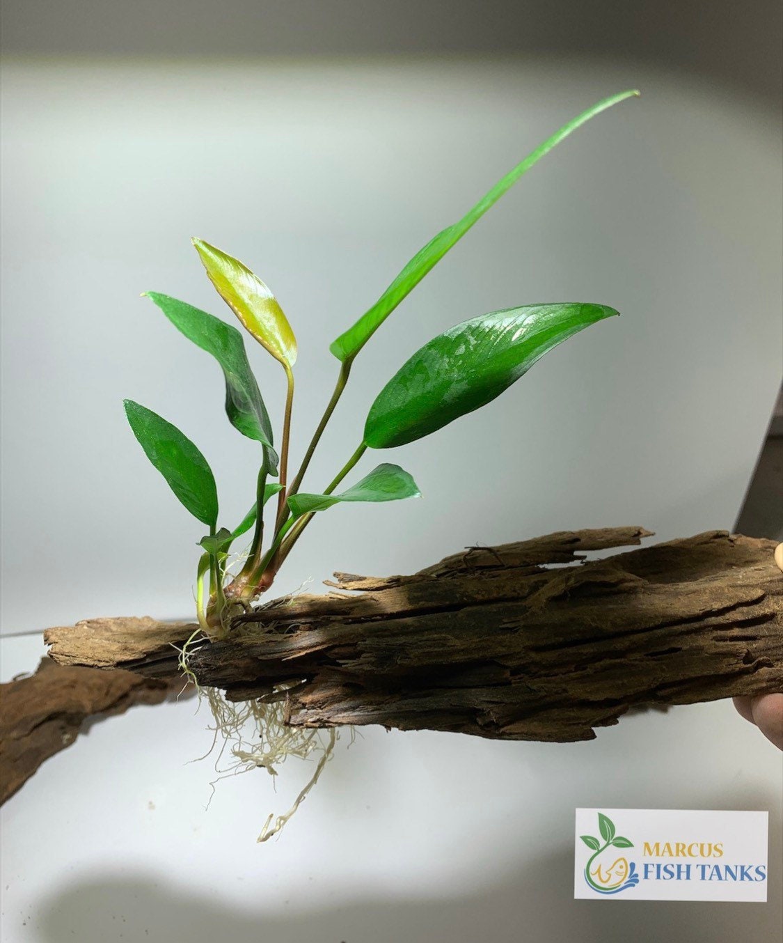 BUY 2 GET 1 FREE Anubias Frazeri Live Aquarium Plants Live - Etsy