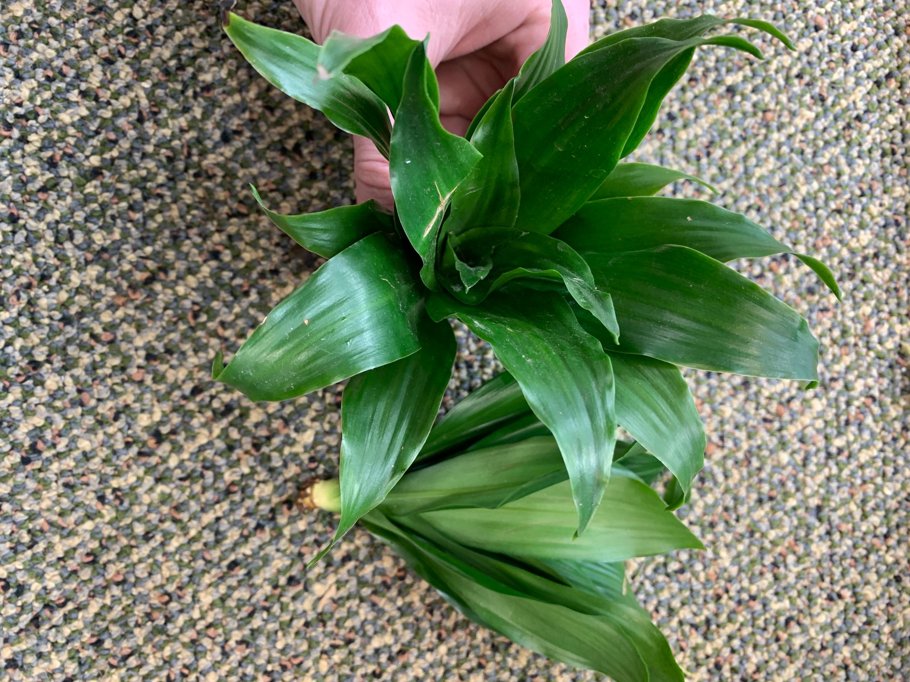 BUY 2 GET 1 FREE Janet Craig Dracaena Compacta Plant Easy Terrarium ...