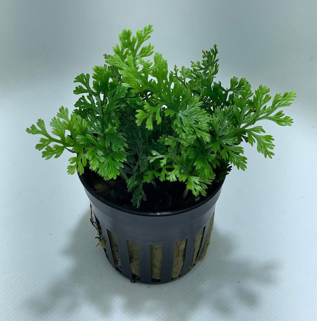 BUY 2 GET 1 FREE Mini Bolbitis Bolbitis Heudelotii Live Aquarium Plants ...