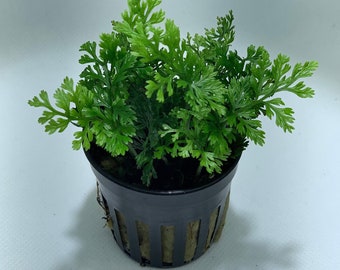 Live African Water Fern / Bolbitis Heudelotii, Aquarium Plants - Etsy