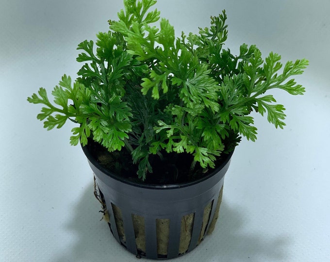 Live African Water Fern / Bolbitis Heudelotii, Aquarium Plants - Etsy