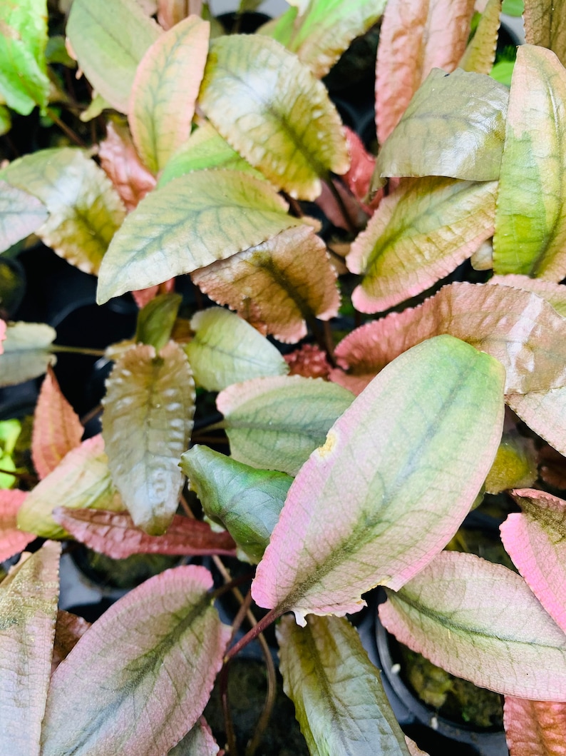 Cryptocoryne Pink Flamingo Crypt Pink Panther Live Aquarium - Etsy