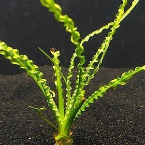 Crinum Calamistratum Live Aquarium Plants Large Aquatic Plant Easy to ...