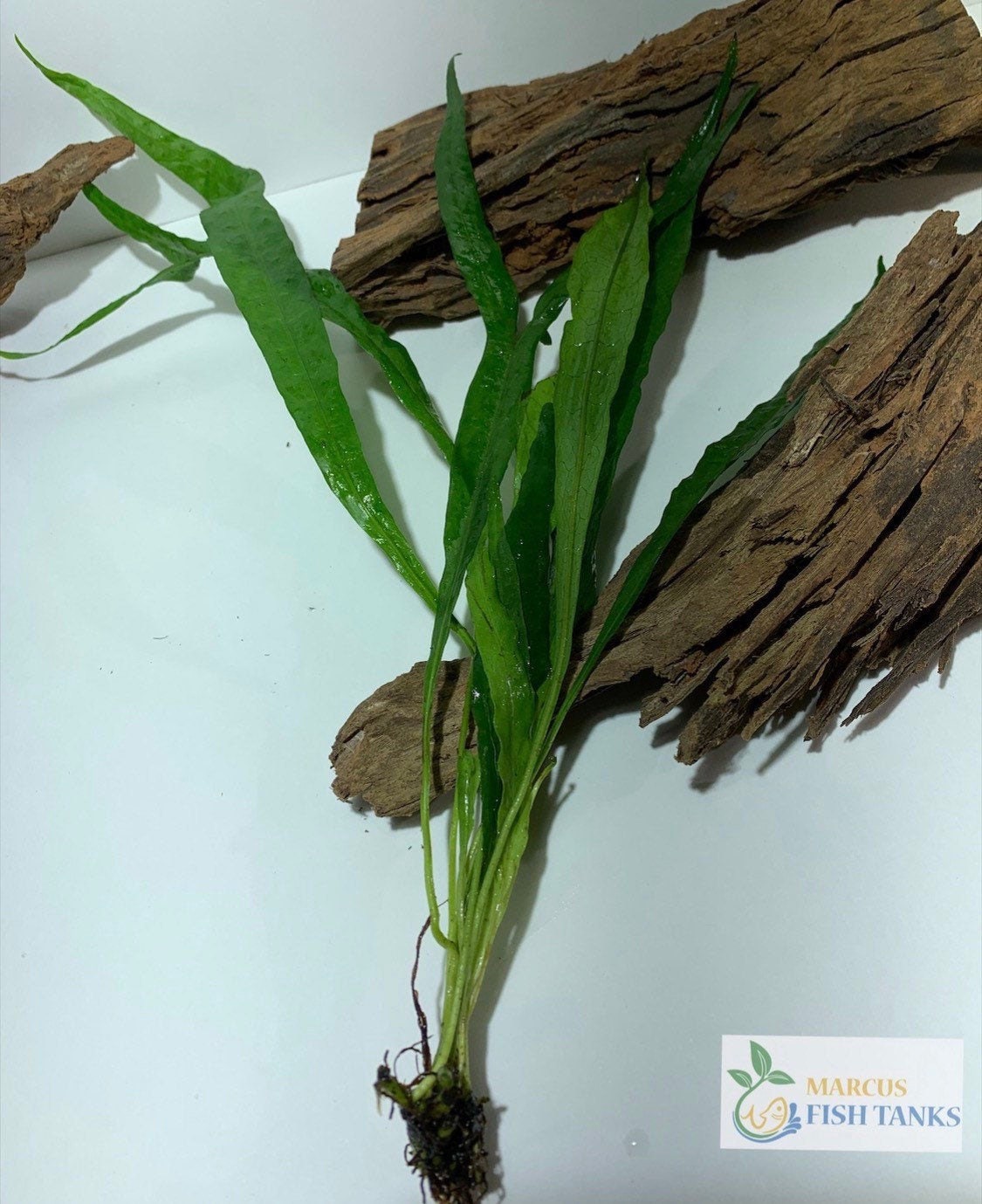 BUY 2 GET 1 FREE Java Fern Microsorum Pteropus Easy Live Aquarium ...