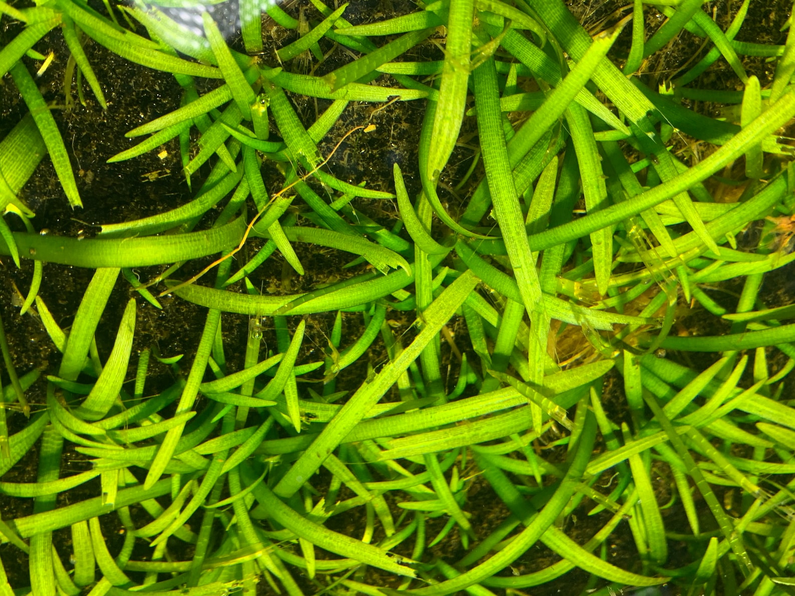 15x Dwarf Sagittaria Subulata Dwarf Sag Live Aquarium Plants - Etsy