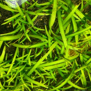 15x Dwarf Sagittaria Subulata Dwarf Sag Live Aquarium Plants Aquatic ...