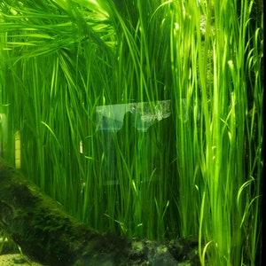 BUY 2 GET 1 FREE 5 Jungle Val Italian Val Jungle Vallisneria Live ...