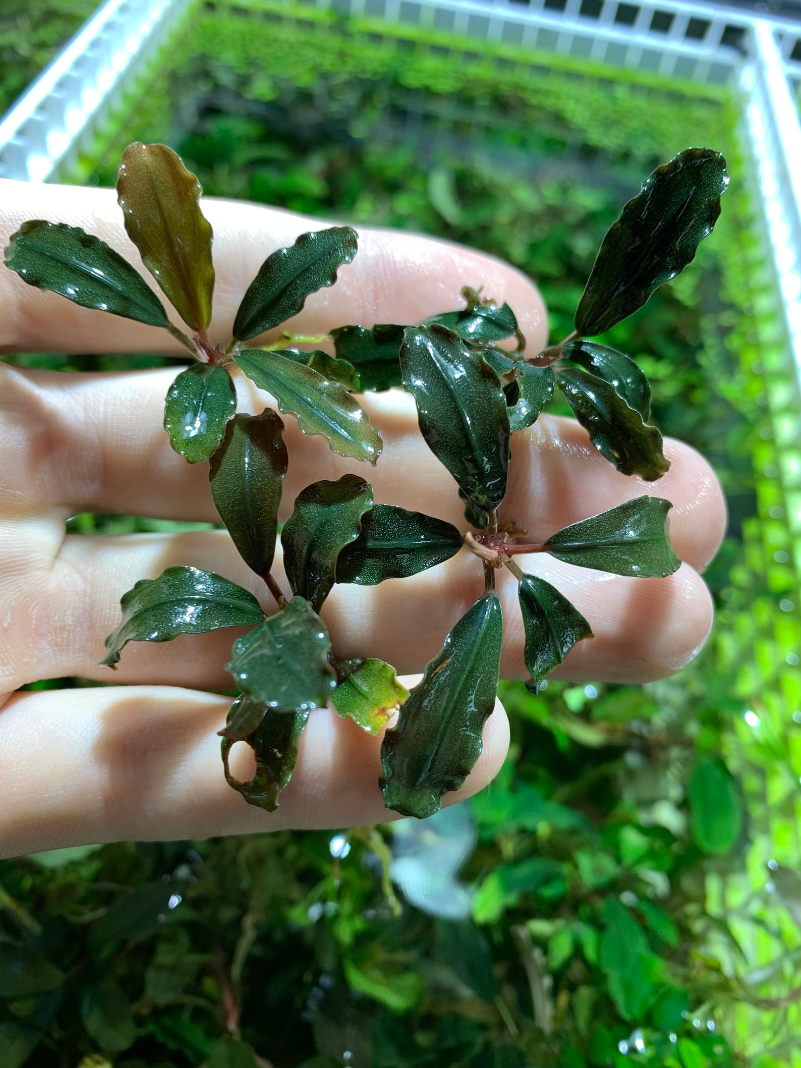 BUY 2 GET 1 FREE Bucephalandra Buce Mystery Rhizomes Easy Live Aquarium ...