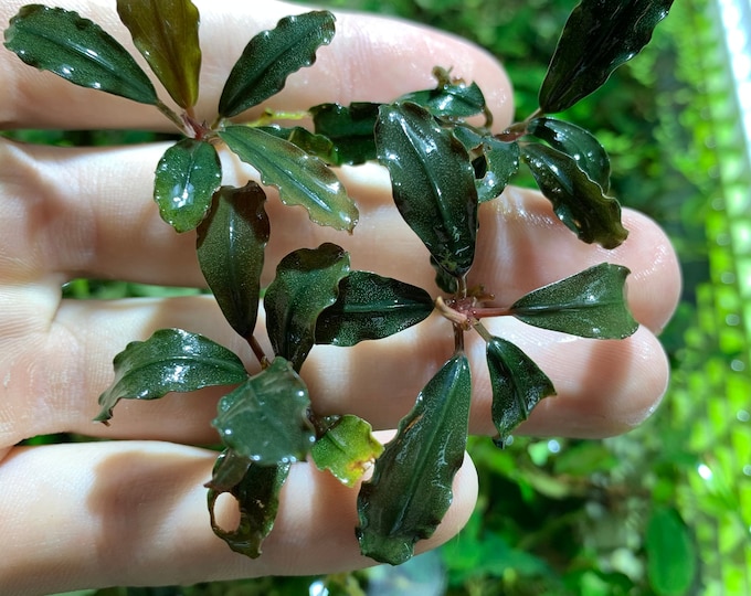 Bucephalandra Sp Silver - Submerged Grown! Aquarium, Terrarium ...