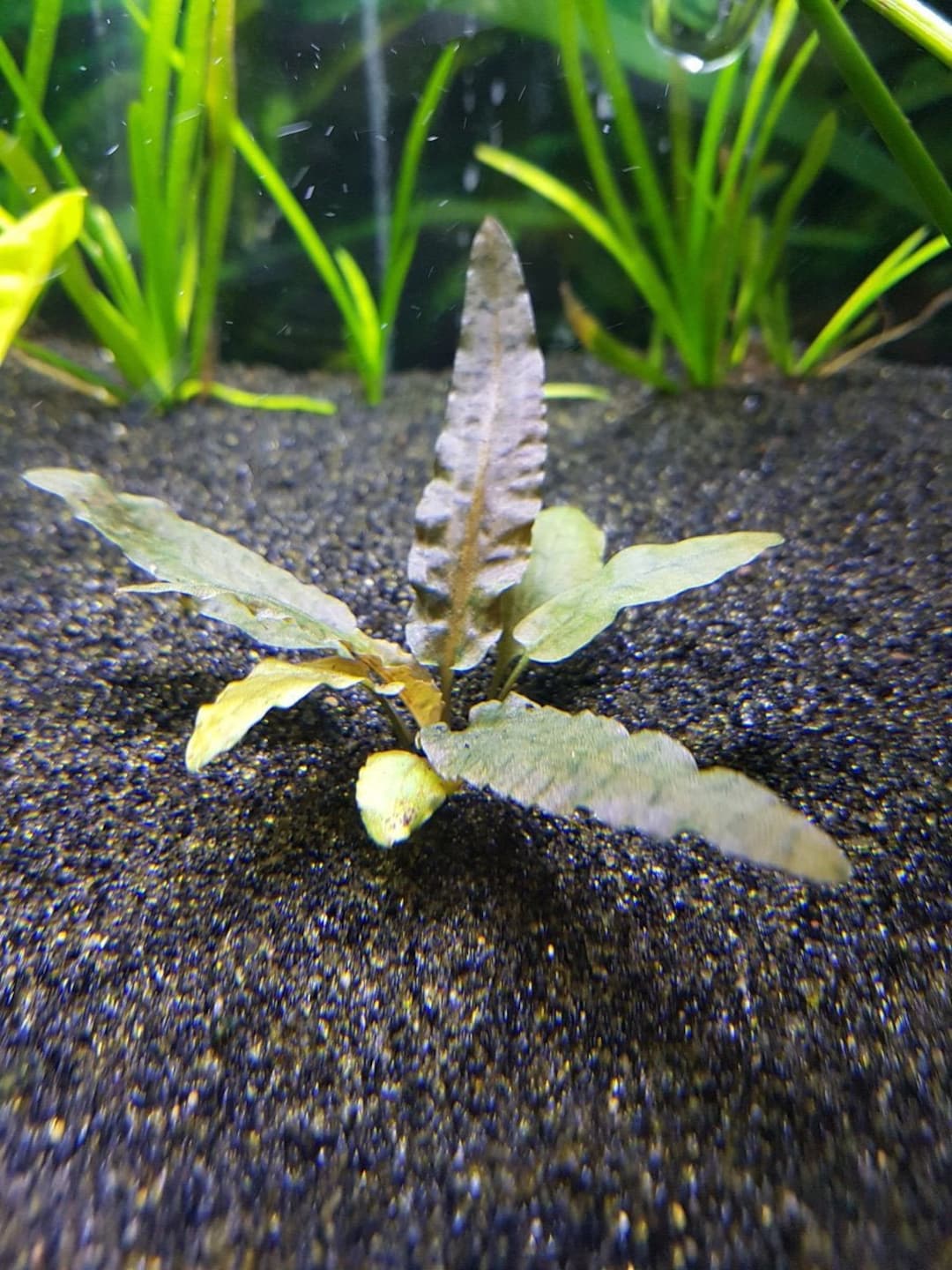 BUY 2 GET 1 FREE Cryptocoryne Wendtii Bronze Crypt Wendtii Bronze Easy ...