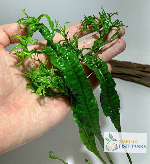 BUY 2 GET 1 FREE Java Fern Windelov Microsorum Pteropus Live | Etsy