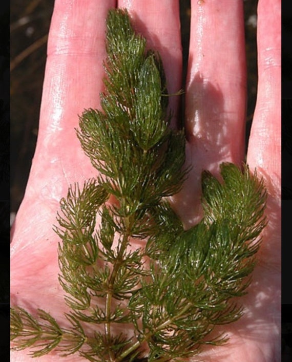 Ceratophyllum Demersum Flower