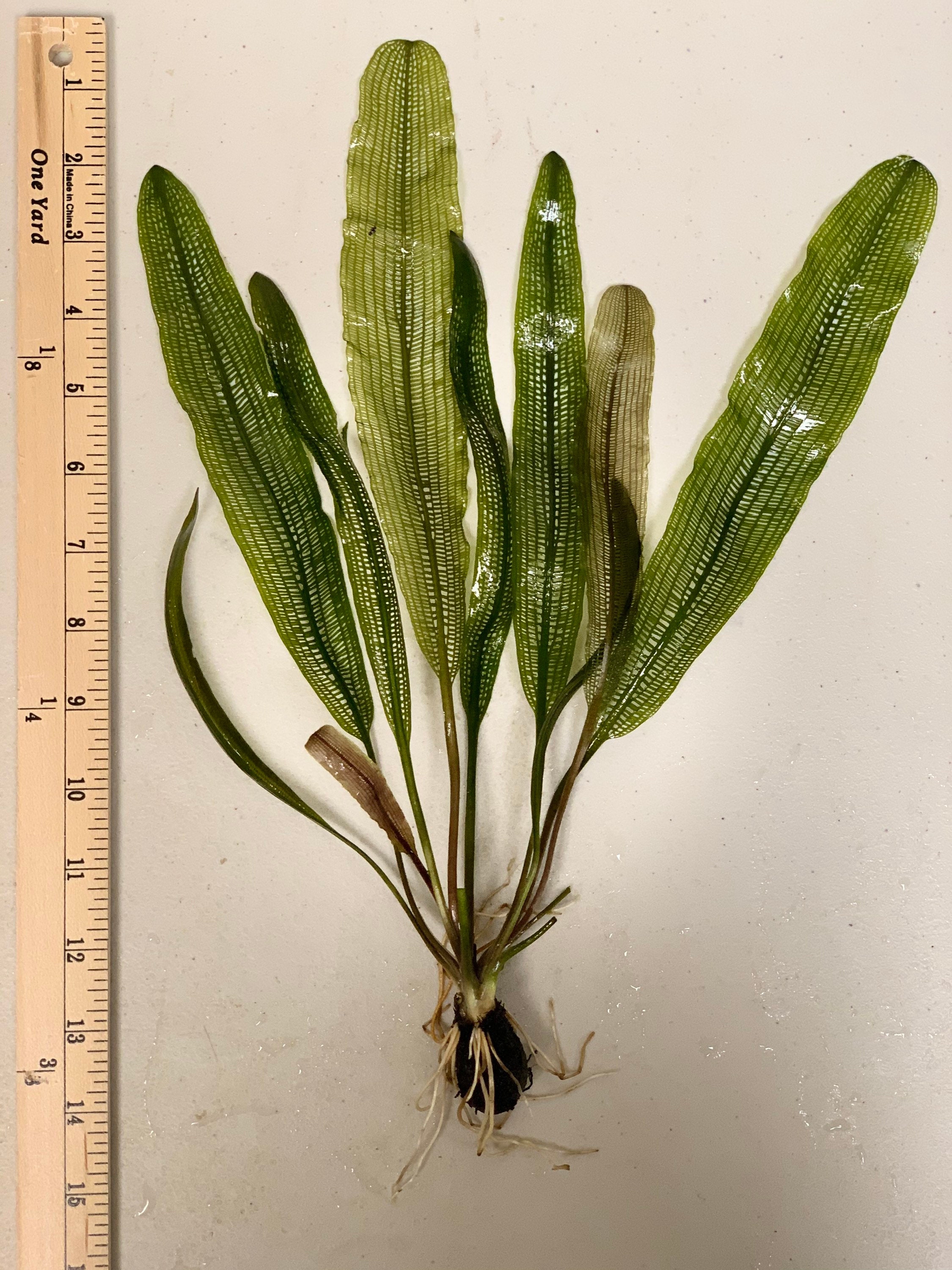 BUY 2 GET 1 FREE Madagascar Lace Plant Madagascar Lace Bulb - Etsy