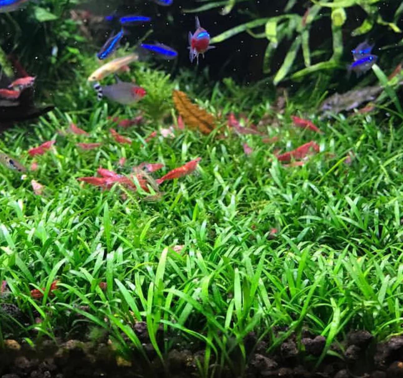 Cryptocoryne Parva Carpet