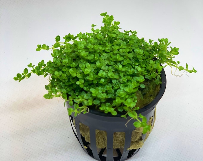 15x Dwarf Sagittaria Subulata Dwarf Sag Live Aquarium Plants Aquatic ...