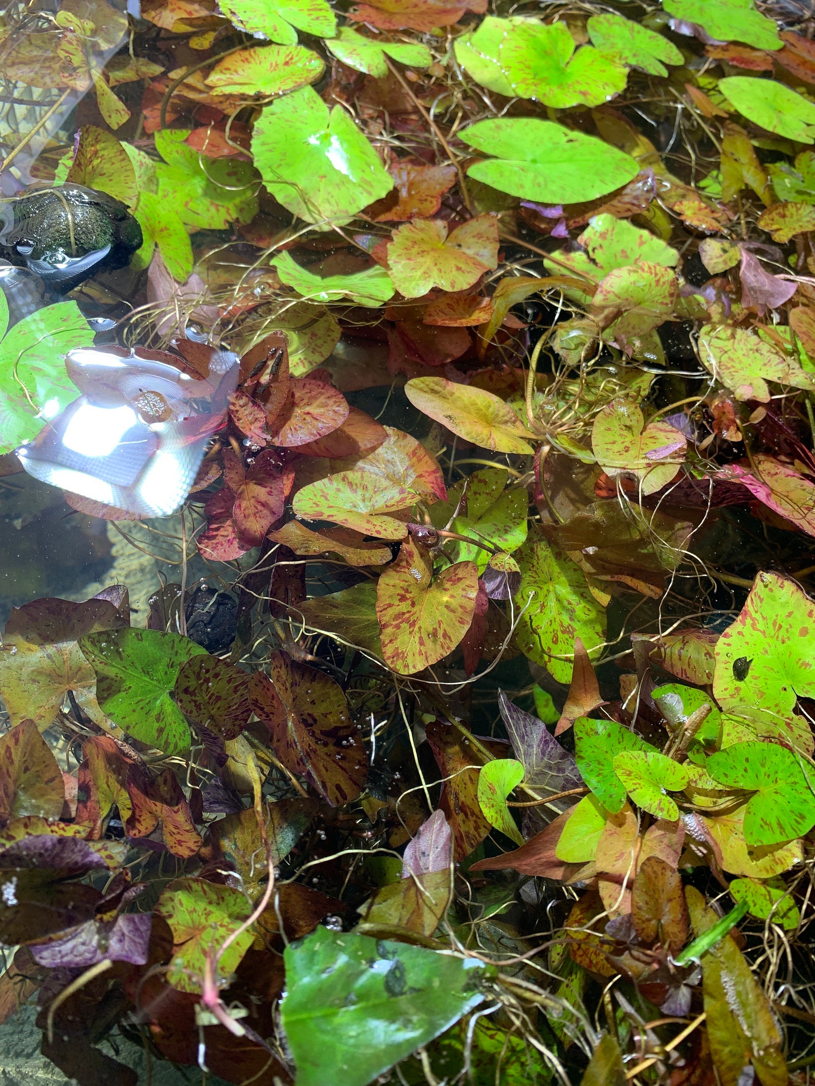 5x Tiger Lotus Nymphaea Zenkeri Water Lily Live Aquarium | Etsy