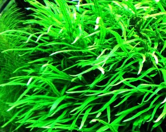 Java Fern Mini Trident Rare Live Aquarium Plant - Etsy