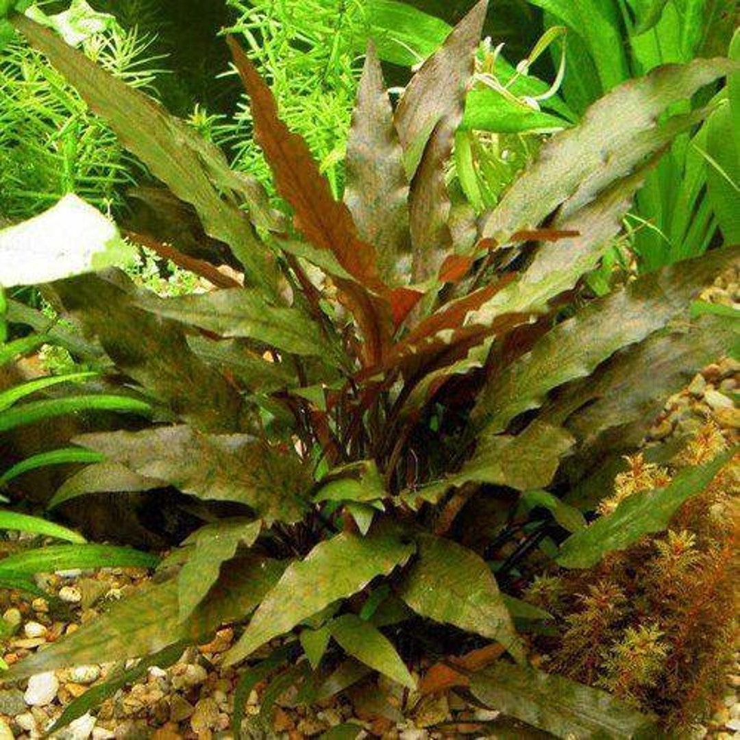 BUY 2 GET 1 FREE Cryptocoryne Wendtii Crypt Wendtii Red Live Aquarium ...