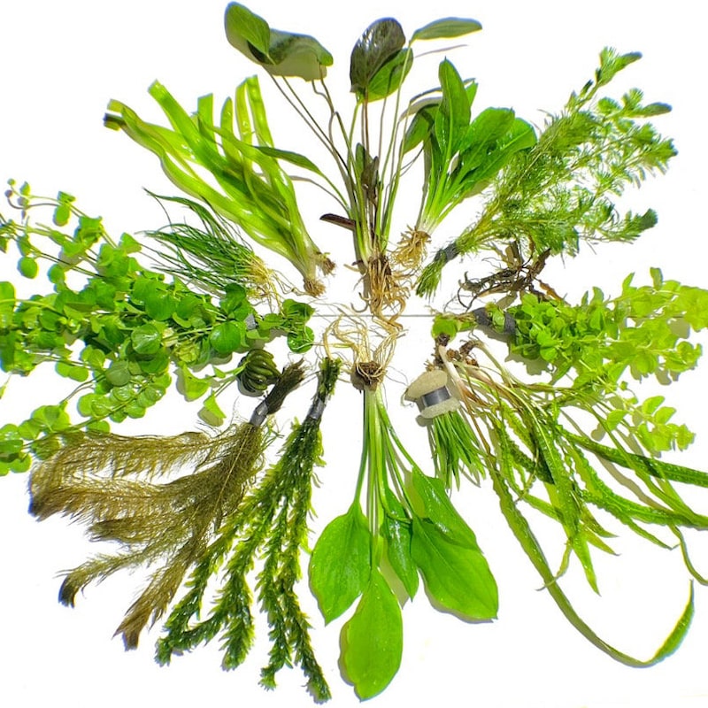Live Aquarium Plants - Etsy