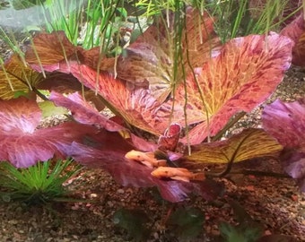 Tiger Lotus Plant Nymphaea Zenkeri - Etsy