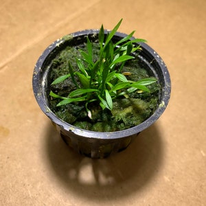 BUY 2 GET 1 FREE Cryptocoryne Parva Crypt Parva Easy Carpet Plant Live ...