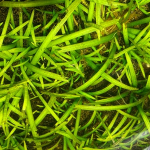 15x Dwarf Sagittaria Subulata Dwarf Sag Live Aquarium Plants Aquatic ...