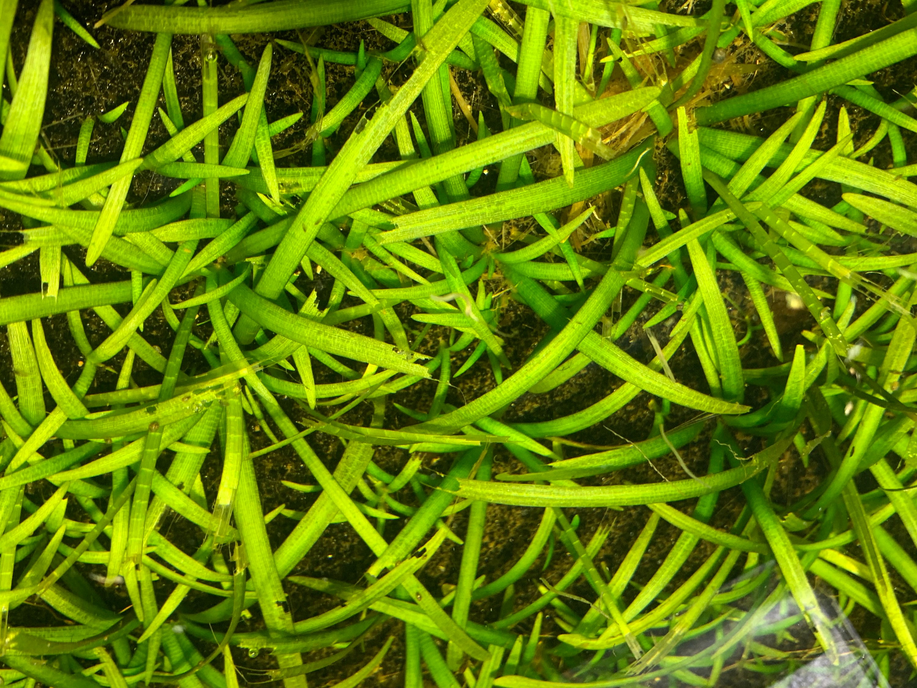 Limnophila Sessiliflora Dwarf Sag, Sagittaria Subulata, Live Aquarium ...