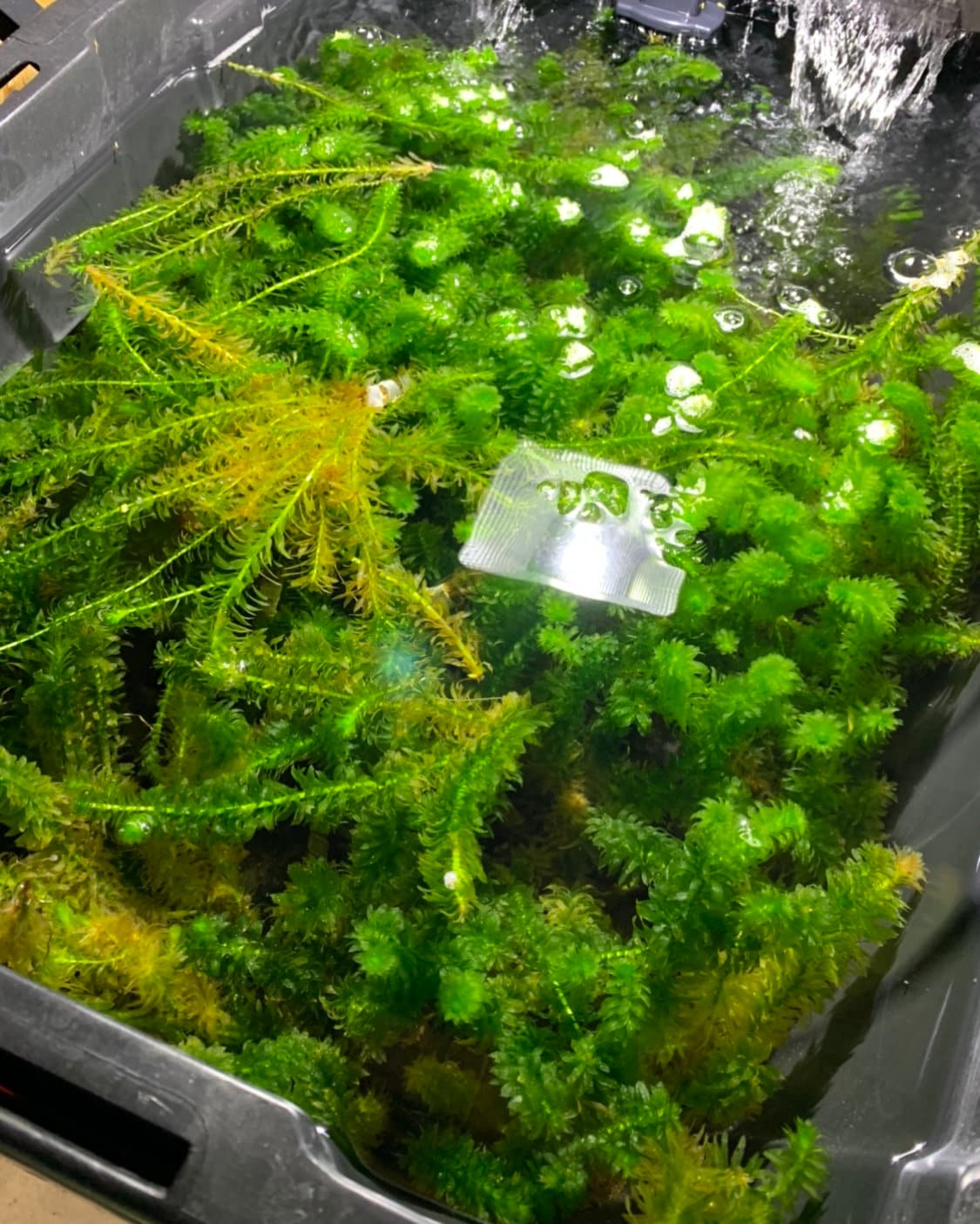 Anacharis Elodea Egeria Densa Live Aquarium Plants BUY 2 GET 1 - Etsy
