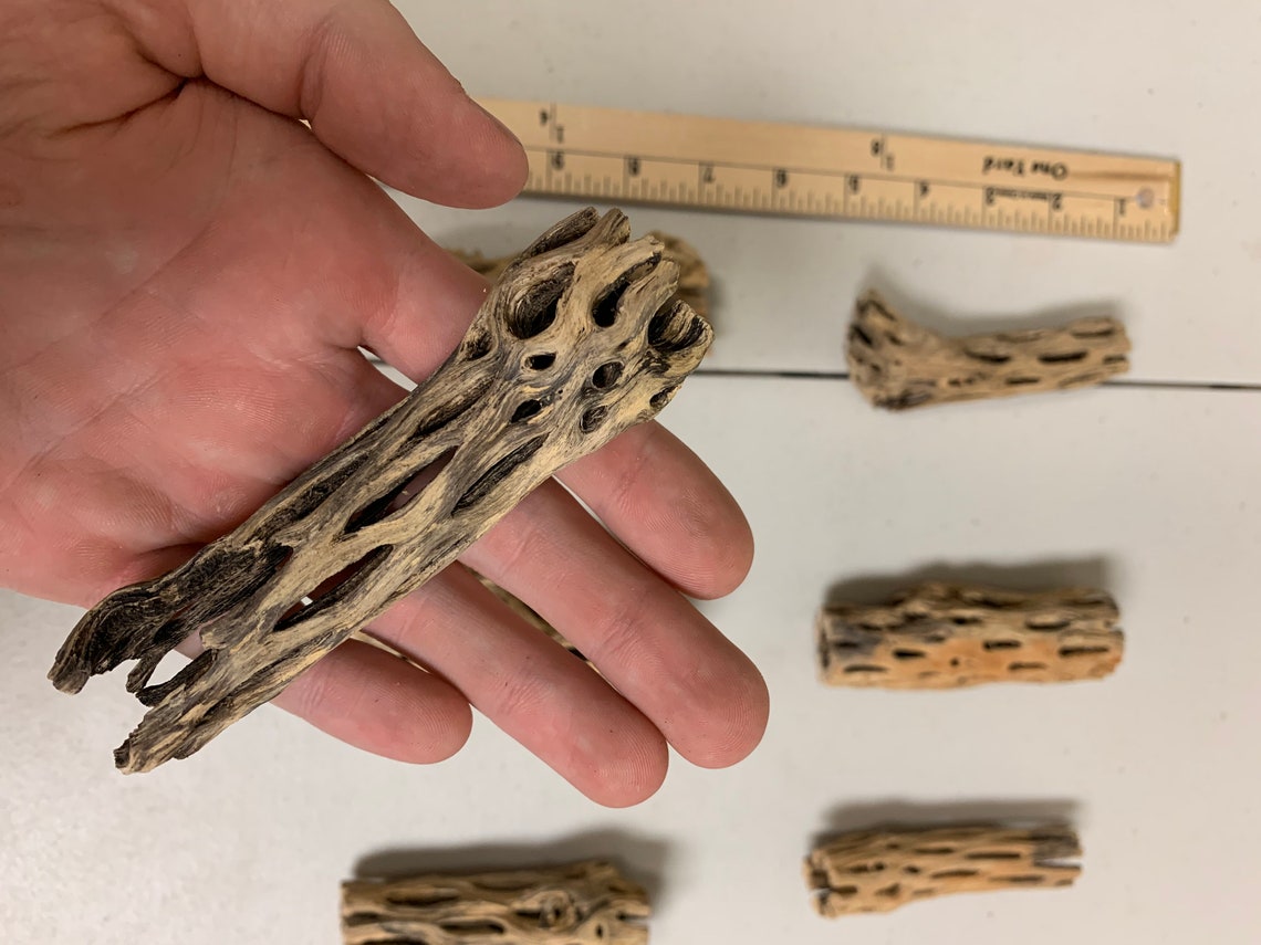 BUY 2 GET 1 FREE Cholla Wood Sticks Cholla Drift Wood Beautiful ...