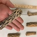 BUY 2 GET 1 FREE Cholla Wood Sticks Cholla Drift Wood Beautiful ...