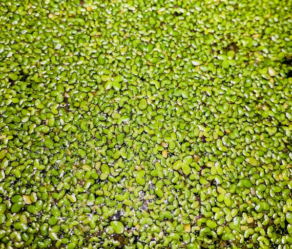 1000 Duckweed Live Floating Aquarium Plants Duckweed Frog Bit - Etsy