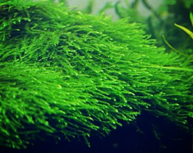 BUY 2 GET 1 FREE Java Moss Taxiphyllum Barbieri Easy Live Aquarium ...