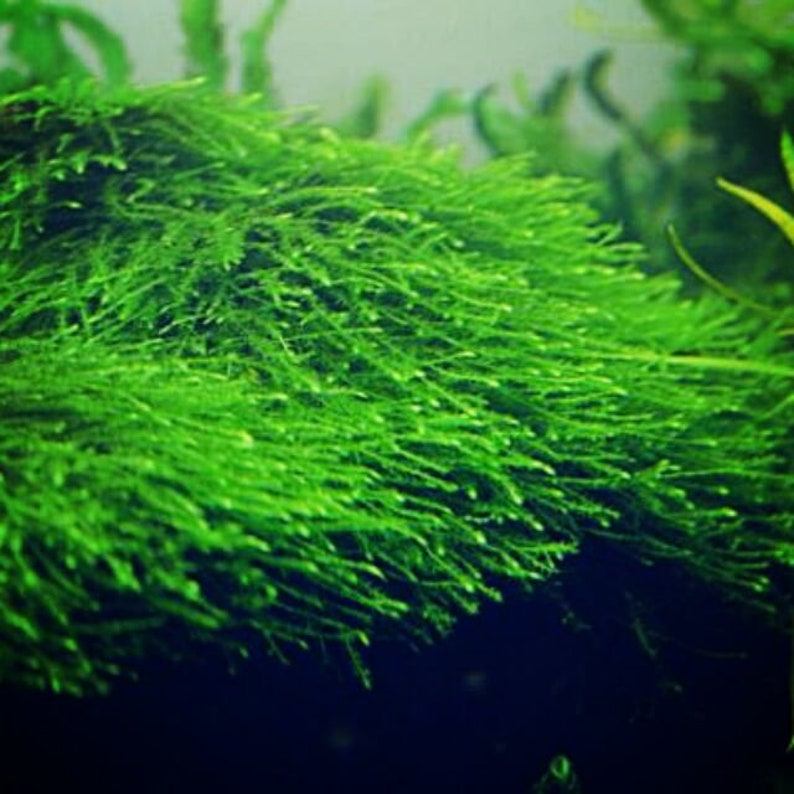 BUY 2 GET 1 FREE Java Moss Taxiphyllum Barbieri Easy Live - Etsy