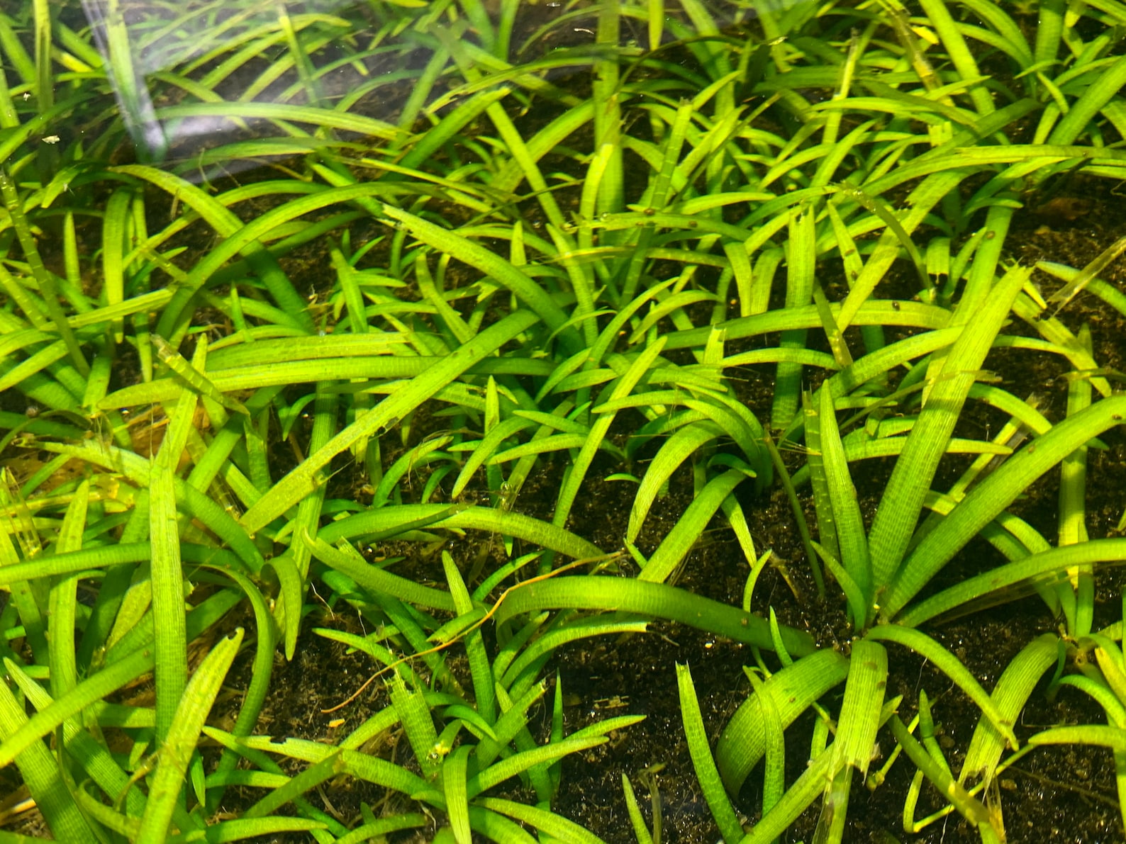 15x Dwarf Sagittaria Subulata Dwarf Sag Live Aquarium Plants - Etsy