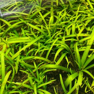 15x Dwarf Sagittaria Subulata Dwarf Sag Live Aquarium Plants Aquatic ...