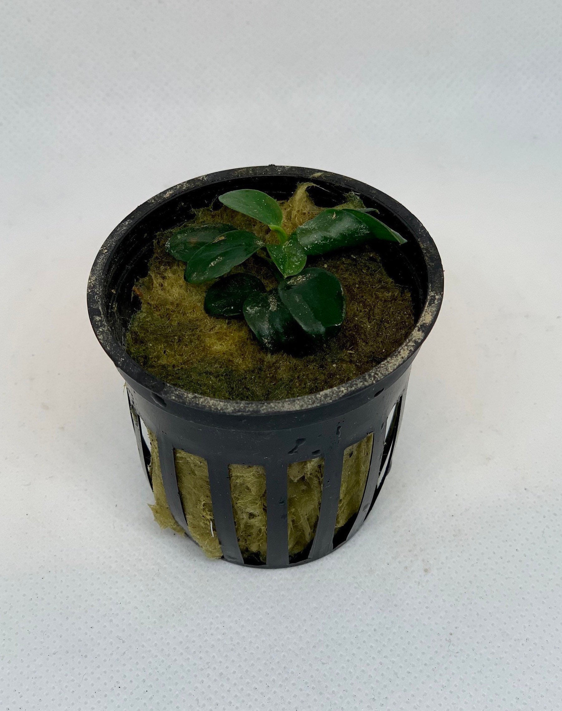 BUY 2 GET 1 FREE Anubias Nana Petite Pot Easy Live Aquarium - Etsy