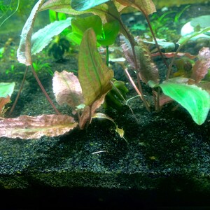 Cryptocoryne Pink Flamingo Crypt Pink Panther Live Aquarium Plants ...