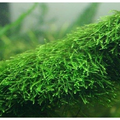 JAVA MOSS Live Aquarium Plant - Etsy