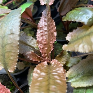Cryptocoryne Pink Flamingo Crypt Pink Panther Live Aquarium Plants ...
