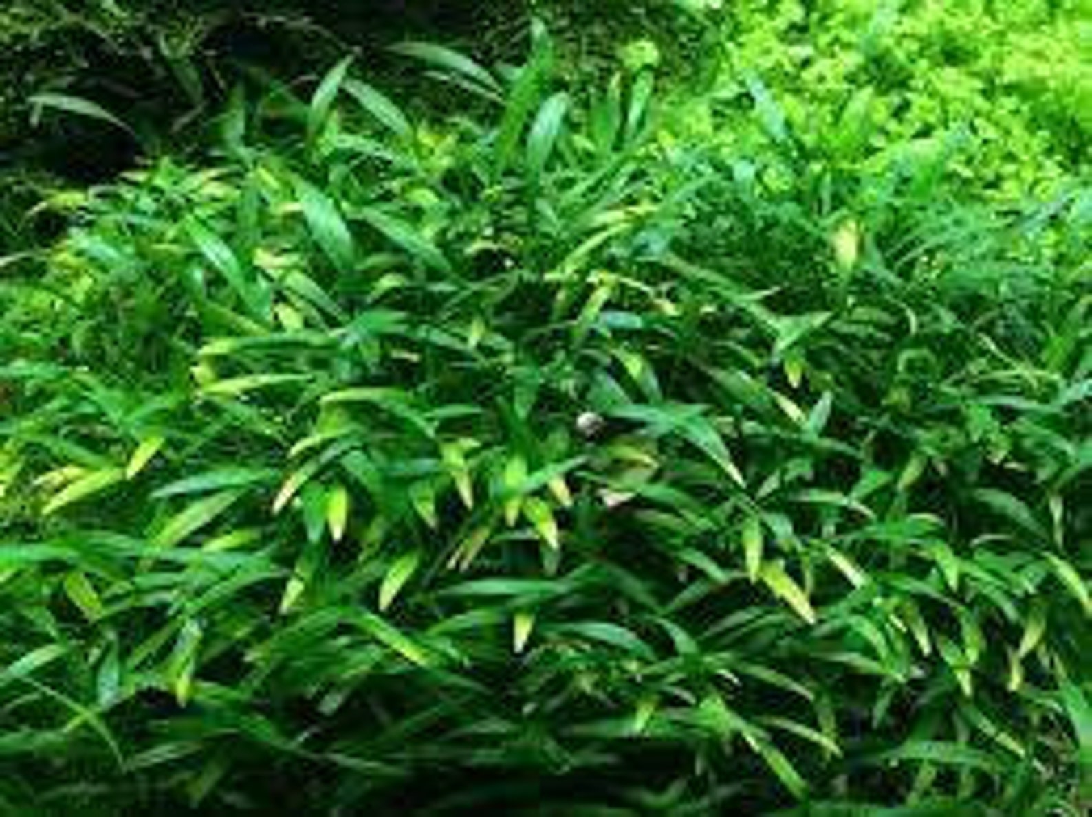 BUY 2 GET 1 FREE Cryptocoryne Parva Crypt Parva Easy Carpet - Etsy