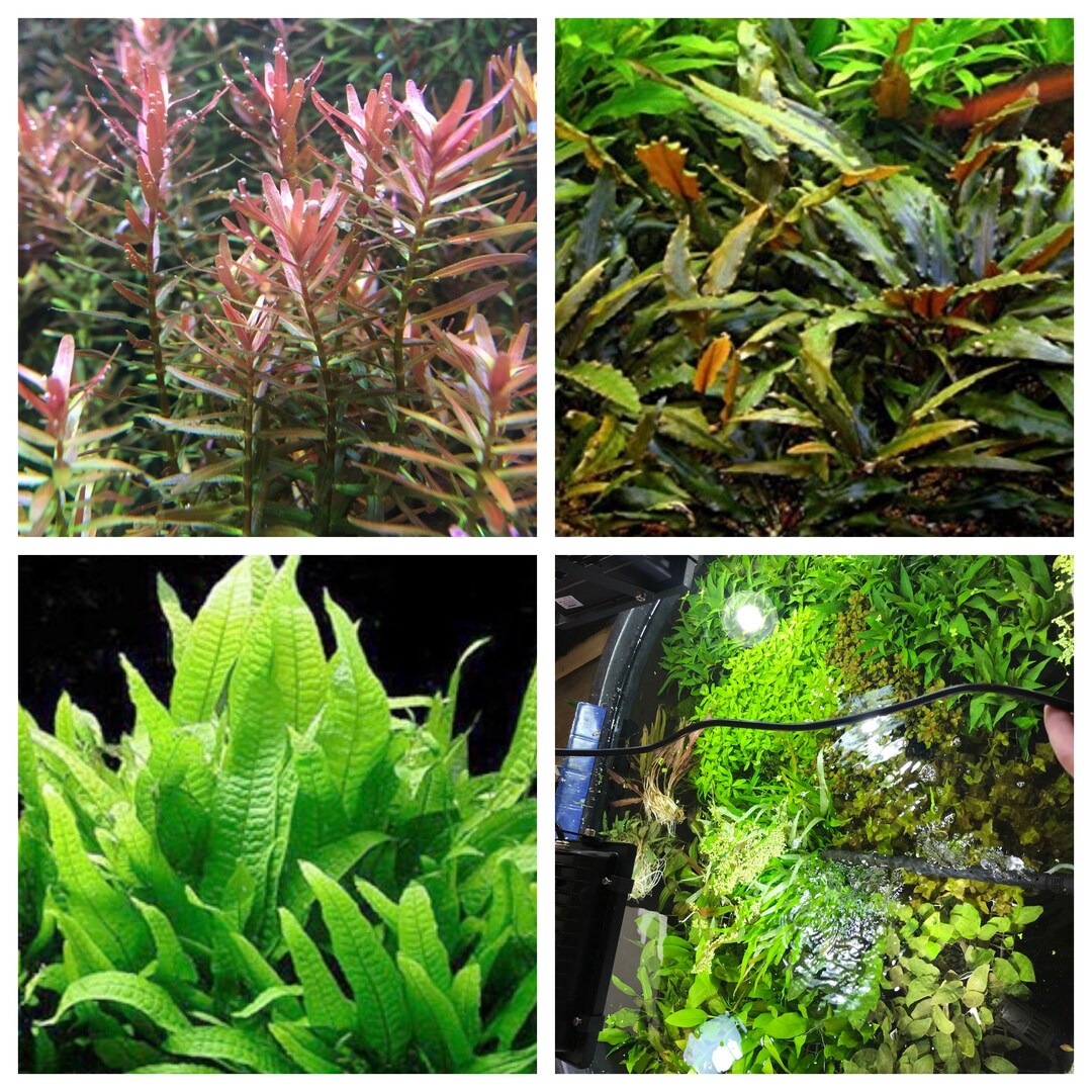 Aquarium Plant Pack 7 Live Aquarium Plants Variety Pack Amazon Sword ...