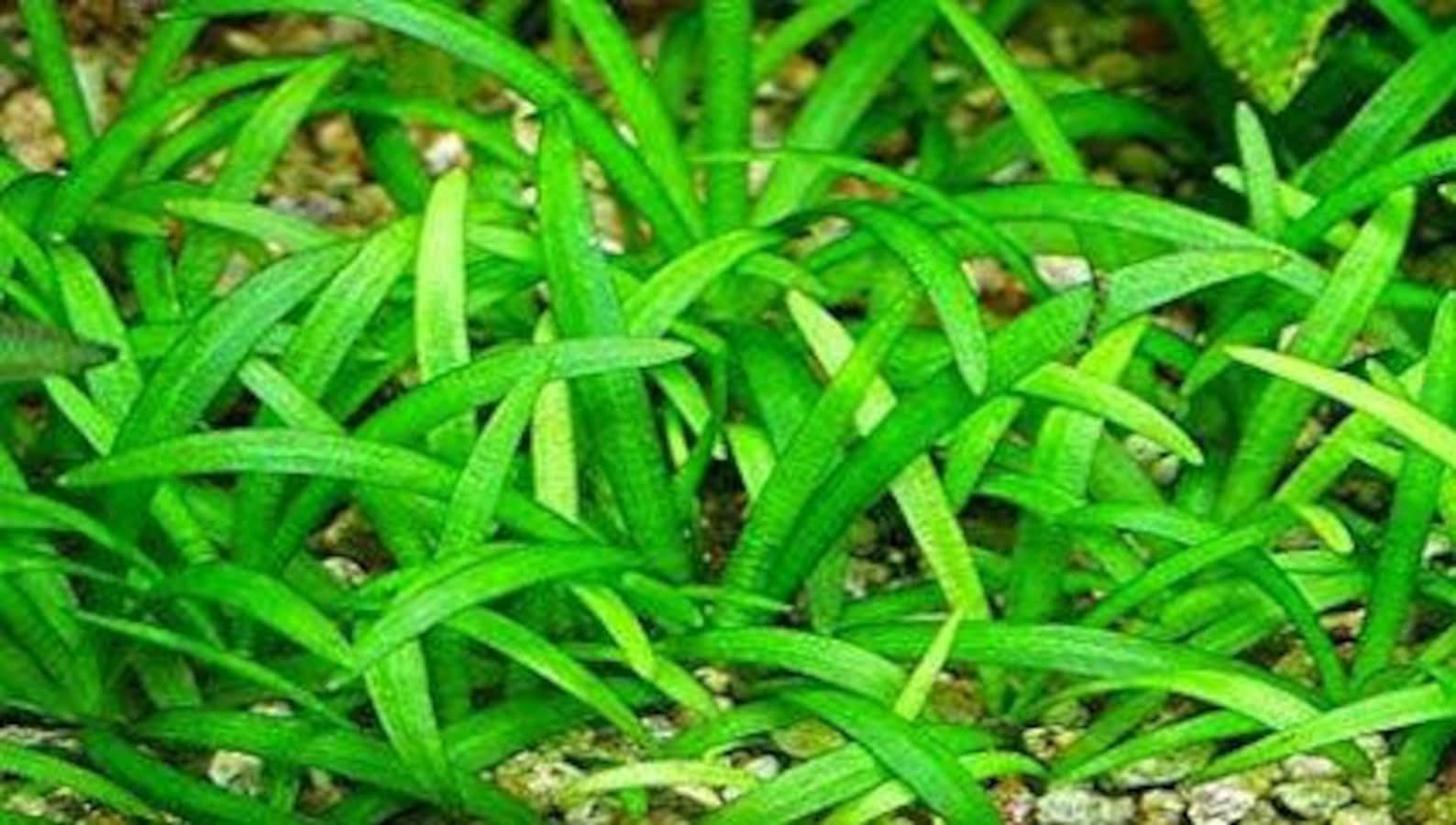 15x Dwarf Sagittaria Subulata Dwarf Sag Live Aquarium Plants - Etsy
