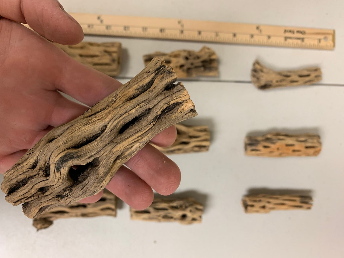 BUY 2 GET 1 FREE Cholla Wood Sticks Cholla Drift Wood Beautiful ...