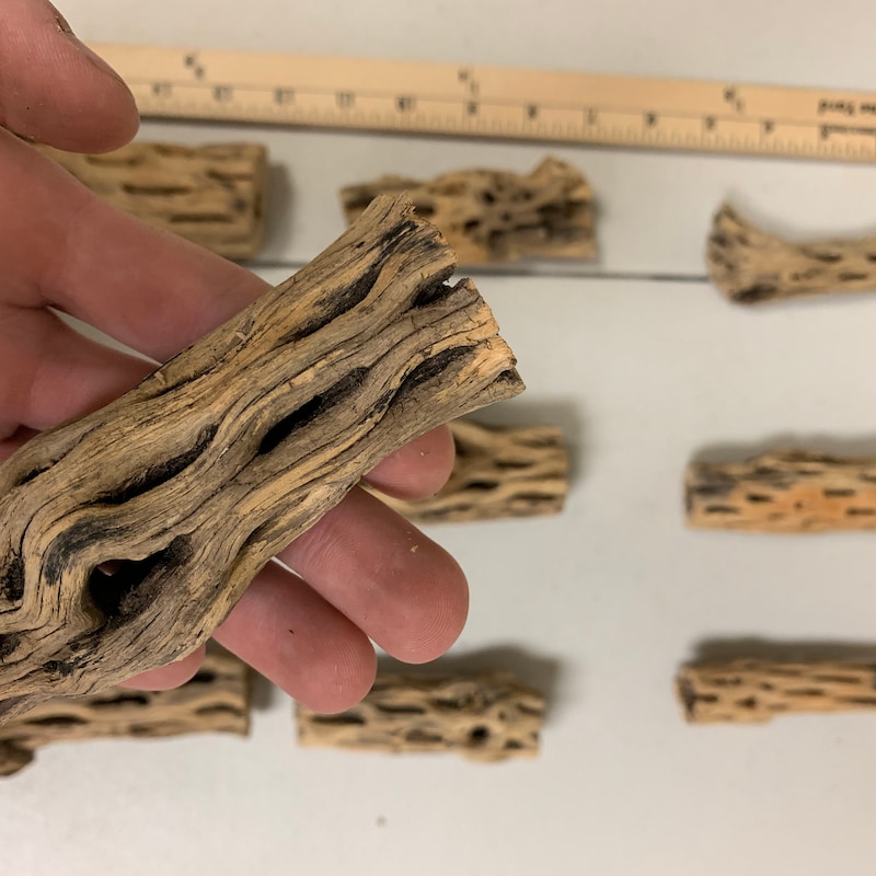Cholla Wood - Etsy