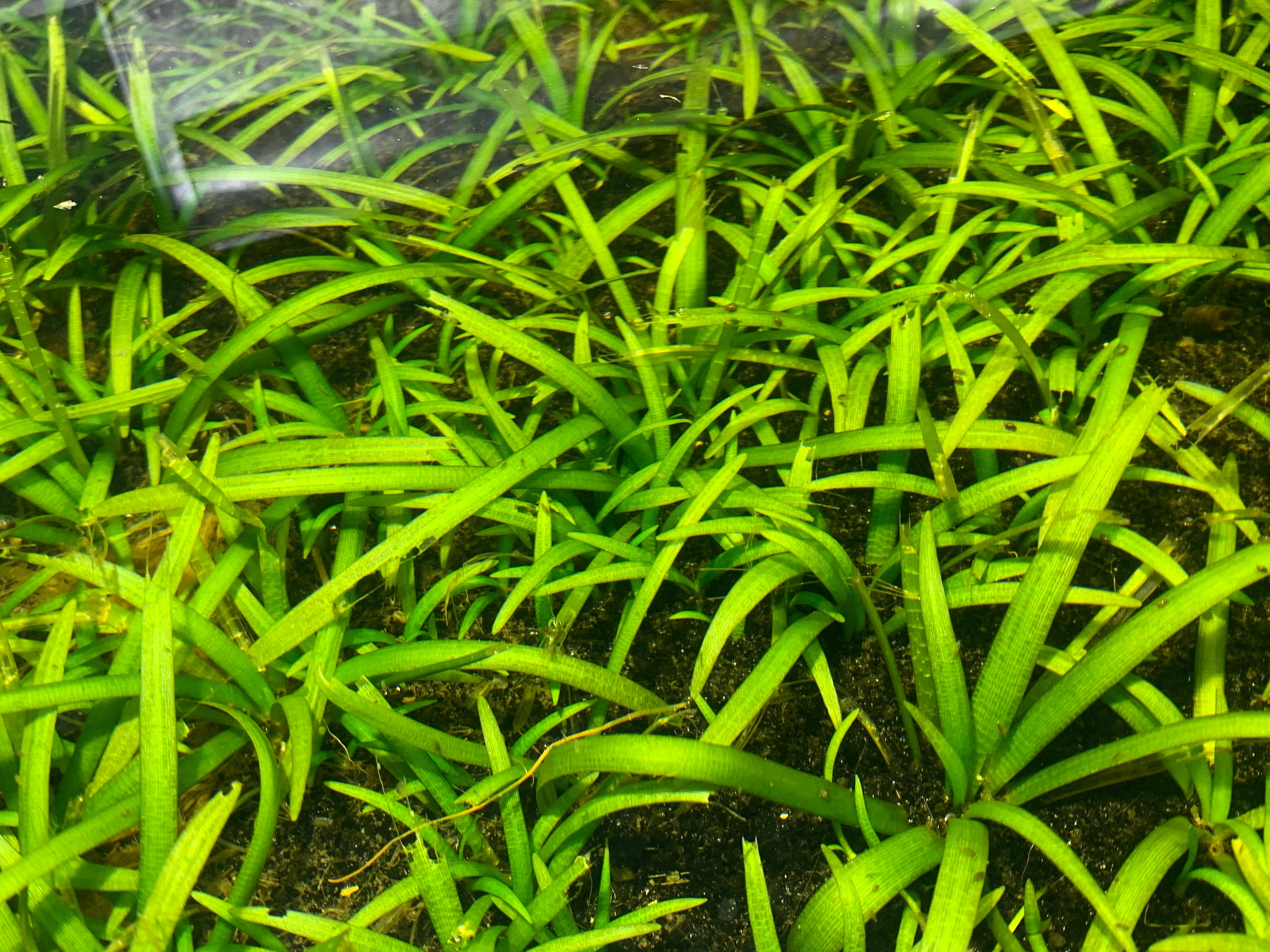 15x Dwarf Sagittaria Subulata Dwarf Sag Live Aquarium Plants - Etsy