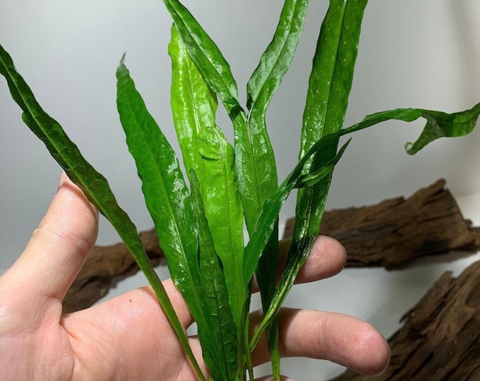 3 EASY Java Fern Live Aquarium Plants Great Beginner Plants - Etsy