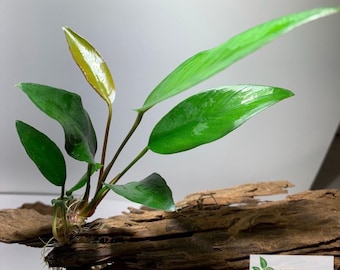 5 Anubias Frazeri Live Aquarium Plants Live Aquatic Plants - Etsy