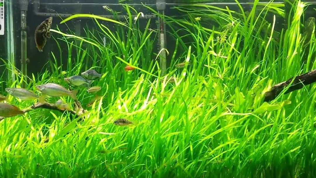 BUY 2 GET 1 FREE 5 Jungle Val Italian Val Jungle Vallisneria Live ...